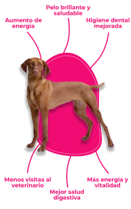 Pets Plate Inicio - PETS PLATE